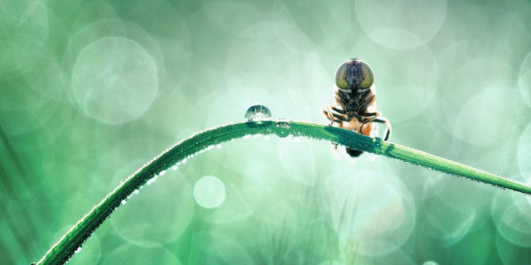 Join the Insects And Critters Photo Contest and win Professional Tripod ...